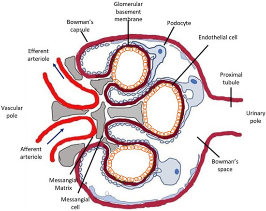 The Role of Heme Oxygenase-1 as an Immunomodulator in Kidney Disease