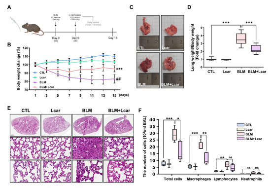 L-carnosine Attenuates Bleomycin-Induced Oxidative Stress via NFκB ...