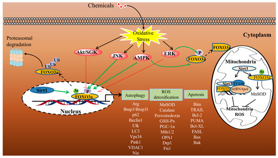 Role of FOXO3a Transcription Factor in the Regulation of Liver ...