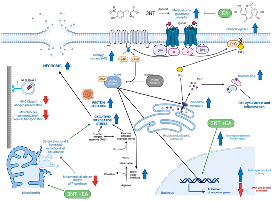 Ellagic Acid Triggers the Necrosis of Differentiated Human Enterocytes ...