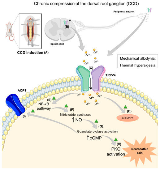 TRPV4 Role in Neuropathic Pain Mechanisms in Rodents