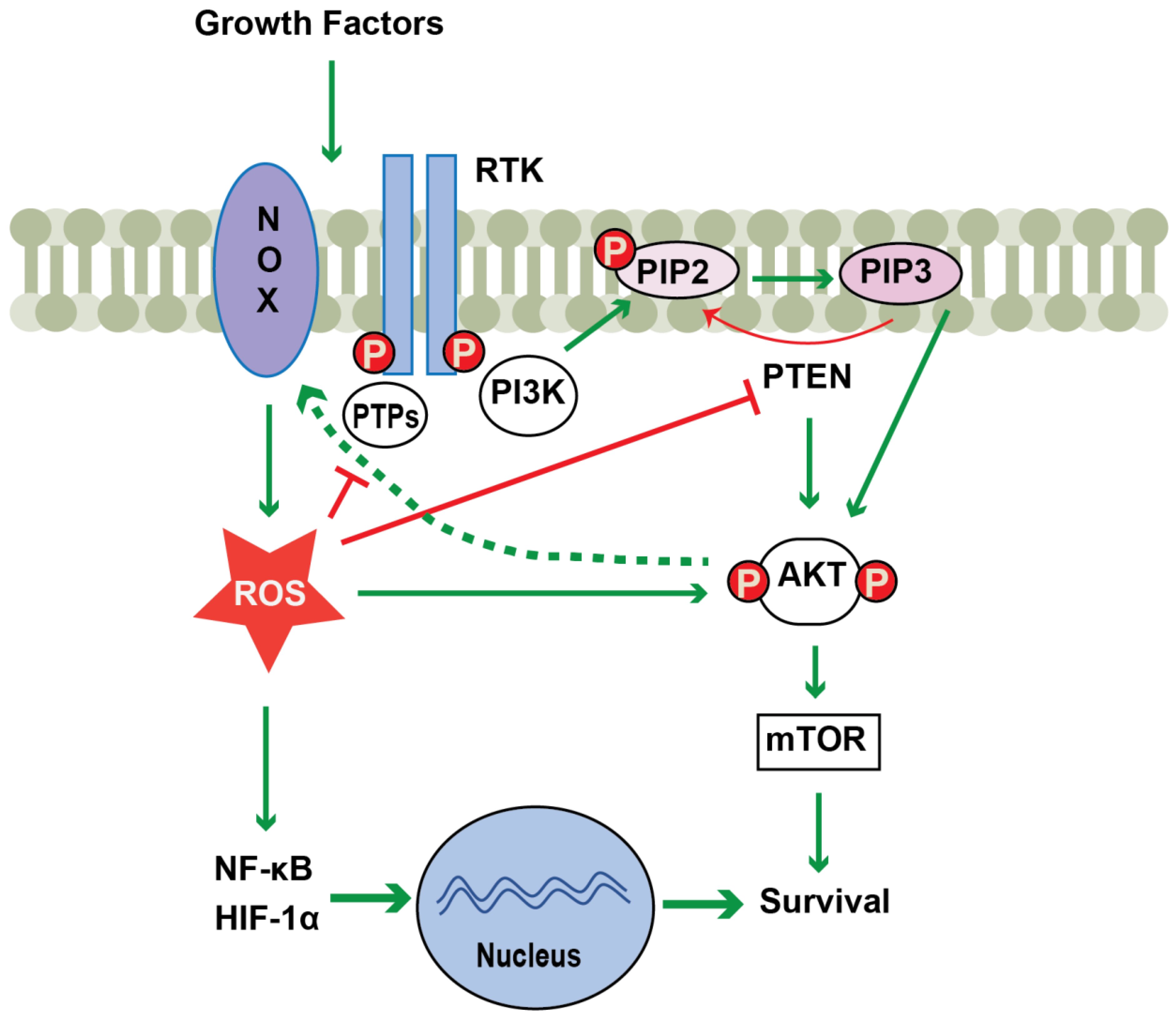 Role of Phosphoinositide 3-Kinase in Regulation of NOX-Derived Reactive ...