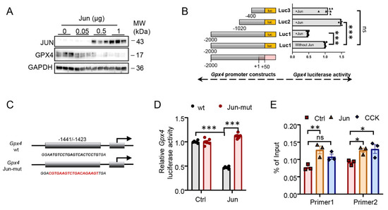 Identification of AP-1 as a Critical Regulator of Glutathione ...