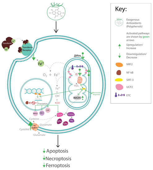 Antioxidants Free Full Text Antioxidant Phytochemicals As Potential