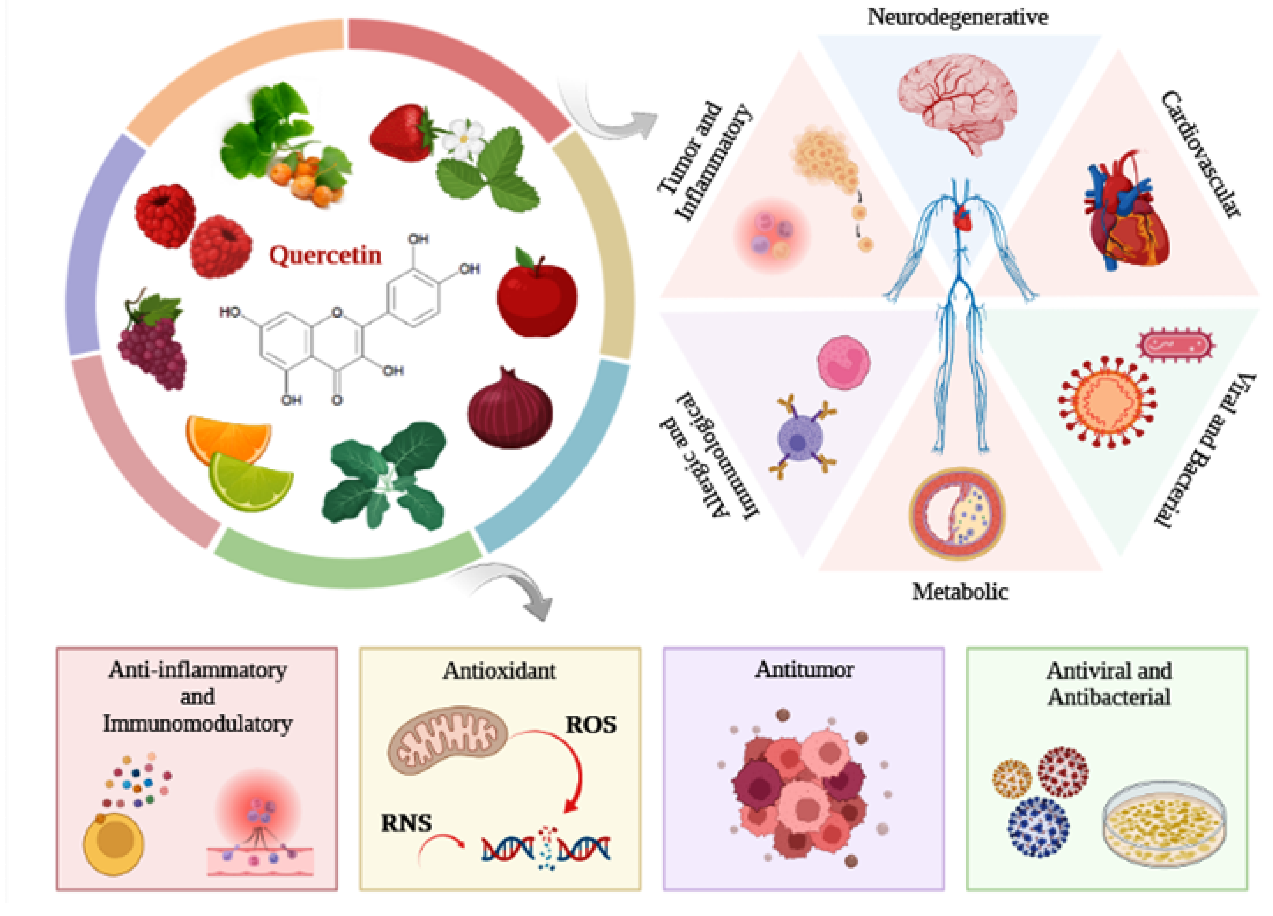 Biological Properties Of Flavonoid Quercetin Encyclopedia Mdpi