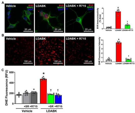 Kinin B1 Receptor Mediates Bidirectional Interaction between ...