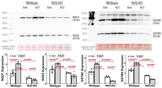 Quantitative Proteomics Identifies Novel Nrf2-Mediated Adaptative Signaling Pathways in Skeletal ...