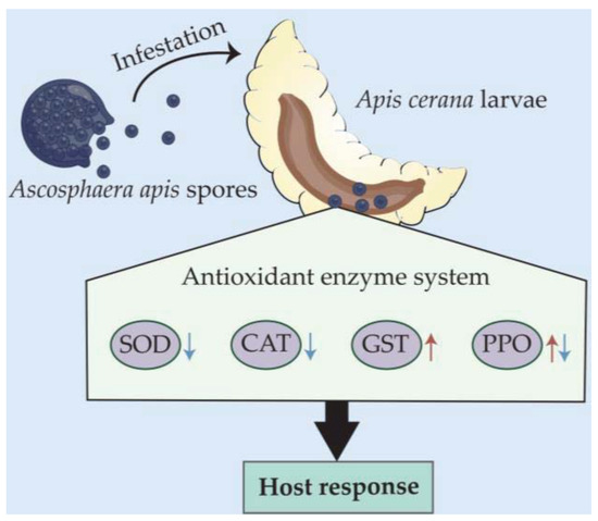 Effect of Ascosphaera apis Infestation on the Activities of Four ...