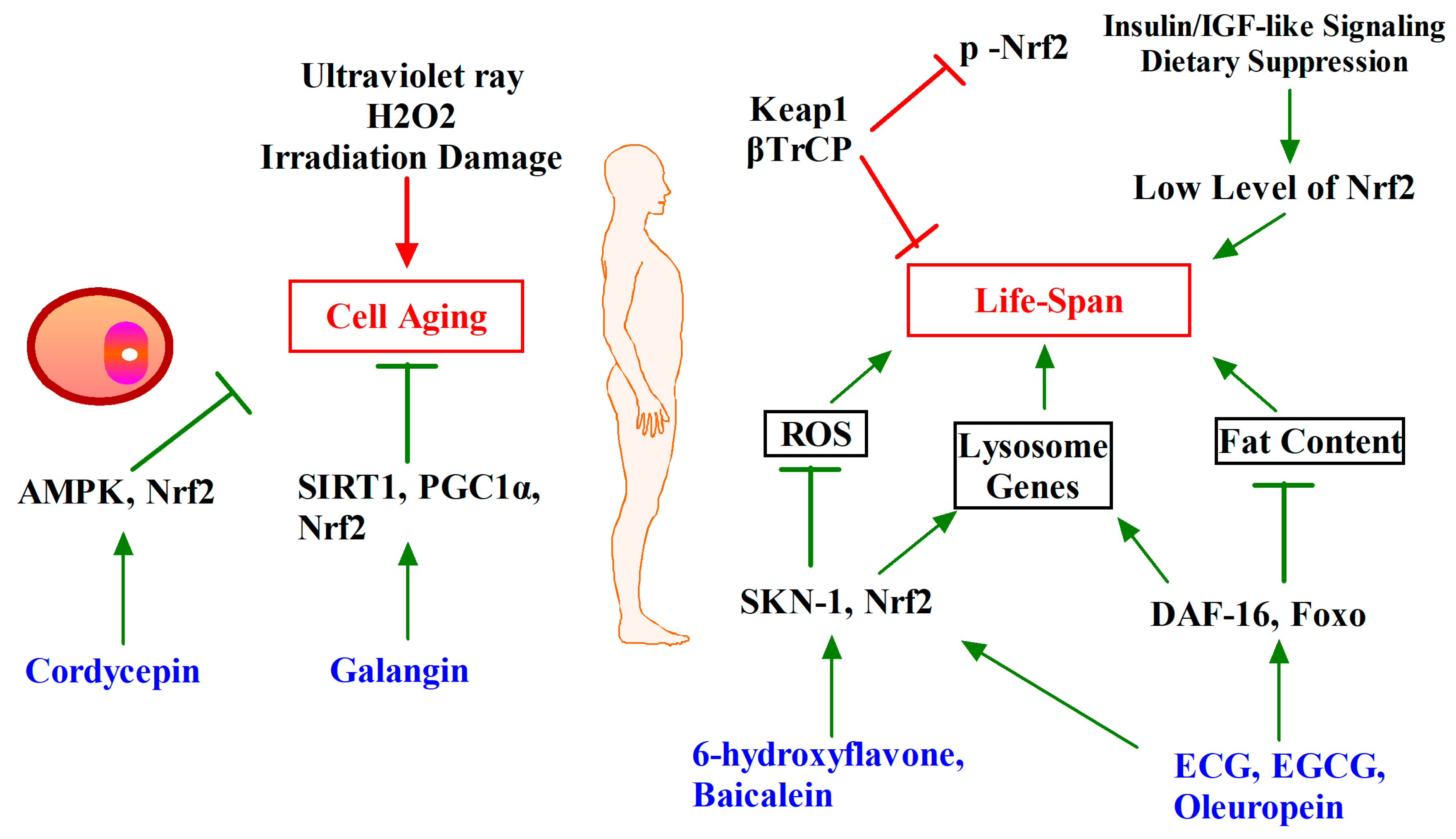 Antioxidants Free Full Text The Regulatory Effect Of Phytochemicals