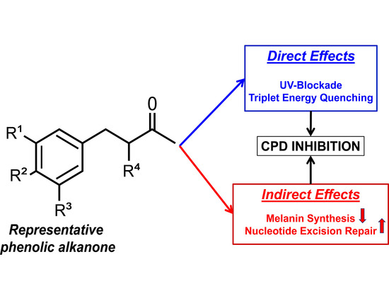 The Role of Acetyl Zingerone and Its Derivatives in Inhibiting UV ...