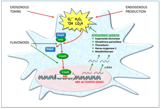 Neuroprotective Potentials of Flavonoids: Experimental Studies and Mechanisms of Action