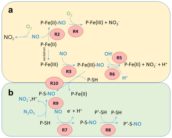 NO and Heme Proteins: Cross-Talk between Heme and Cysteine Residues