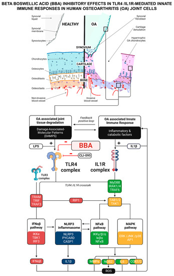 β Boswellic Acid Blocks Articular Innate Immune Responses: An In Silico ...