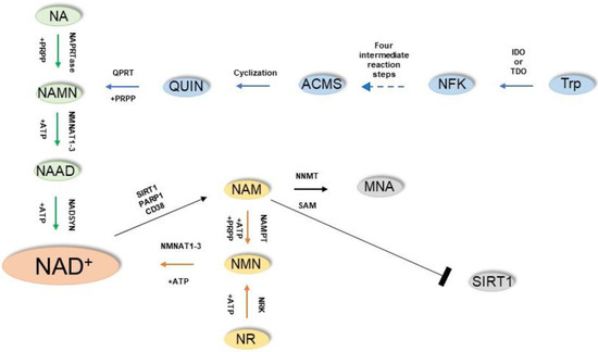 NAD+ Homeostasis and NAD+-Consuming Enzymes: Implications for Vascular ...