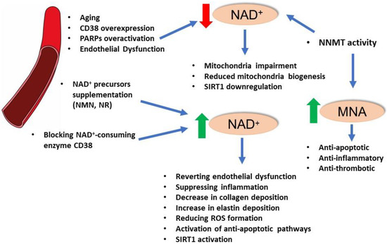NAD+ Homeostasis and NAD+-Consuming Enzymes: Implications for Vascular ...