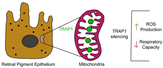 Antioxidants | Free Full-Text | TRAP1 Is Expressed in Human Retinal ...