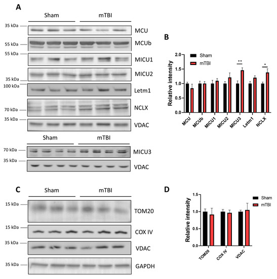 Mild Traumatic Brain Injury Induces Mitochondrial Calcium Overload and ...
