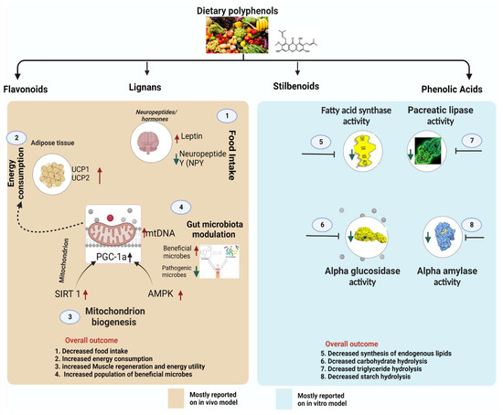 Antioxidants Free Full Text Insights On Dietary Polyphenols As