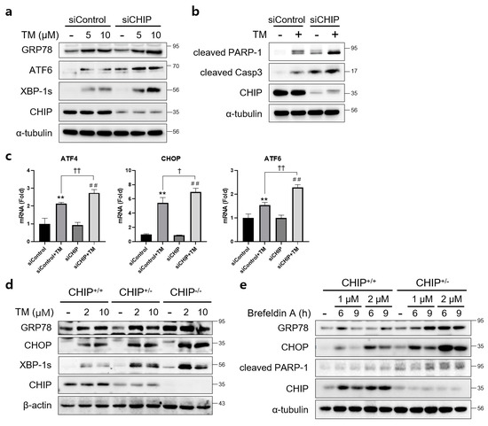 CHIP Haploinsufficiency Exacerbates Hepatic Steatosis via Enhanced ...