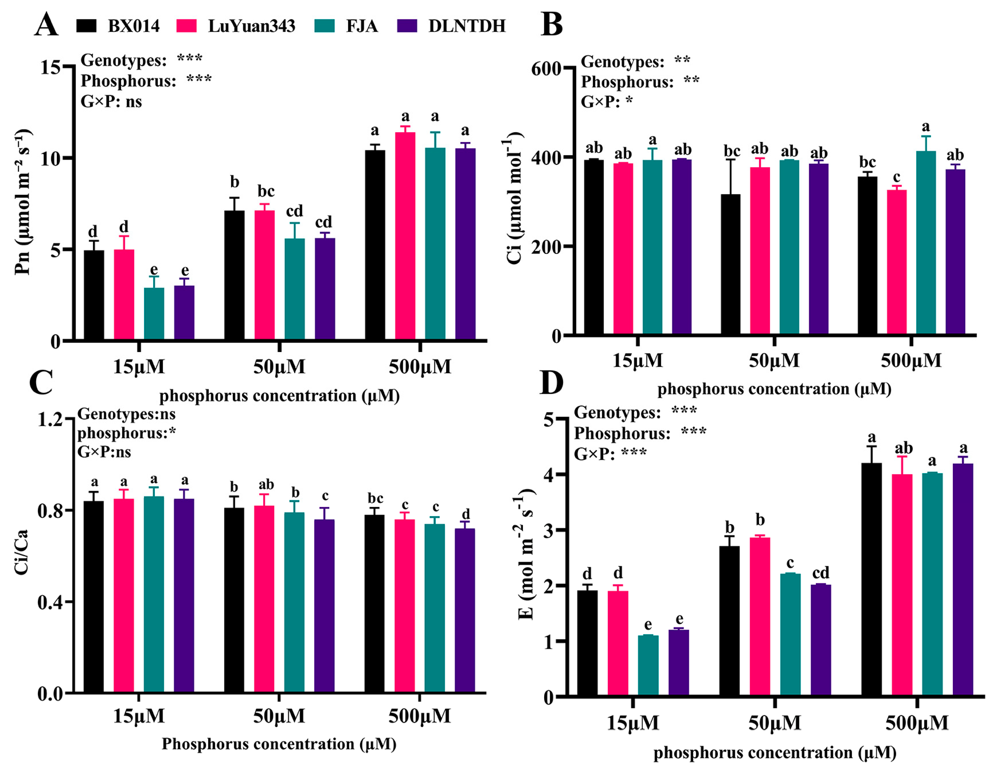 Phosphorus Availability Affects the Photosynthesis and Antioxidant ...