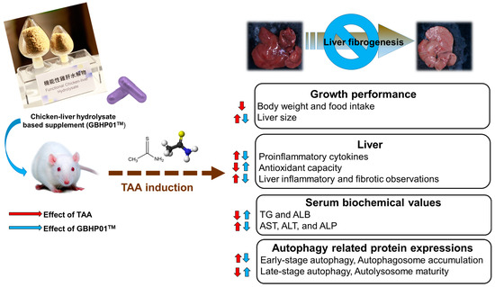 Hepatic-Modulatory Effects of Chicken Liver Hydrolysate-Based ...