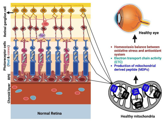 Mitochondrial Open Reading Frame of the 12S rRNA Type-c: Potential ...