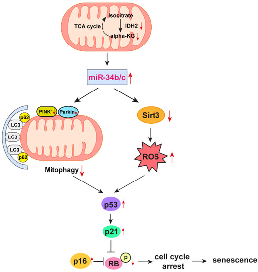 IDH2 Deficiency Promotes Endothelial Senescence by Eliciting miR-34b/c ...