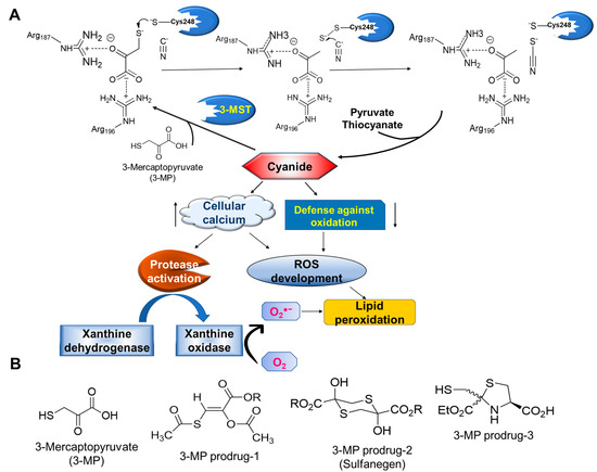 Role of 3-Mercaptopyruvate Sulfurtransferase (3-MST) in Physiology and ...