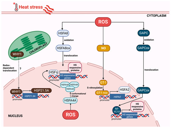 Redox Signaling in Plant Heat Stress Response