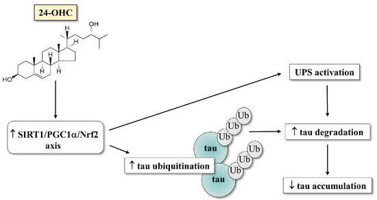 24-Hydroxycholesterol Induces Tau Proteasome-Dependent Degradation via ...