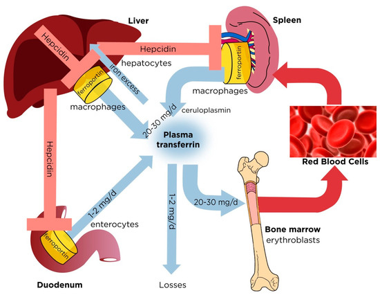 Dysregulated Iron Homeostasis as Common Disease Etiology and Promising ...