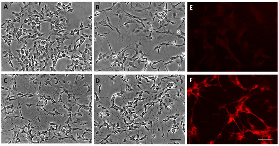 Manipulation of HSP70-SOD1 Expression Modulates SH-SY5Y Differentiation ...