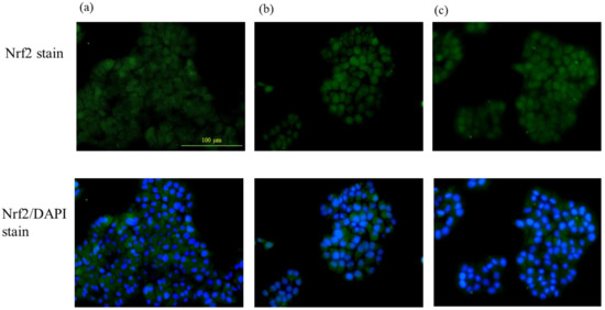 Antioxidants | Free Full-Text | Cytoprotective Effect of Pteryxin on ...
