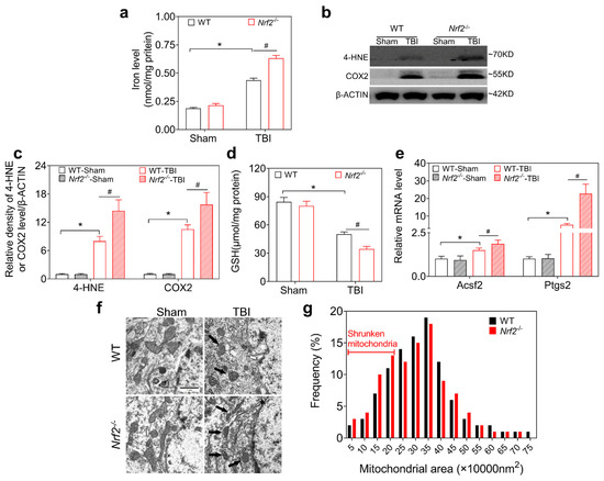 Neuroprotection of NRF2 against Ferroptosis after Traumatic Brain Injury in Mice