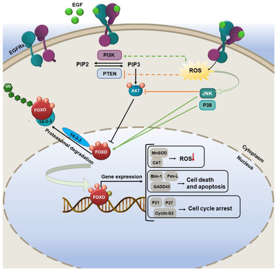 Modulation of Nrf2/HO-1 by Natural Compounds in Lung Cancer