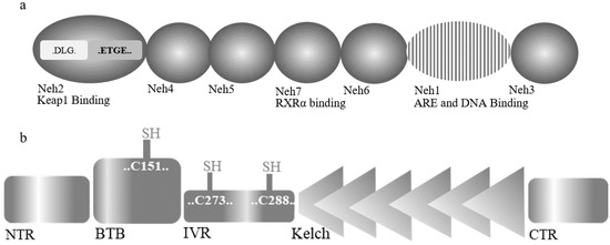 Modulation of Nrf2/HO-1 by Natural Compounds in Lung Cancer