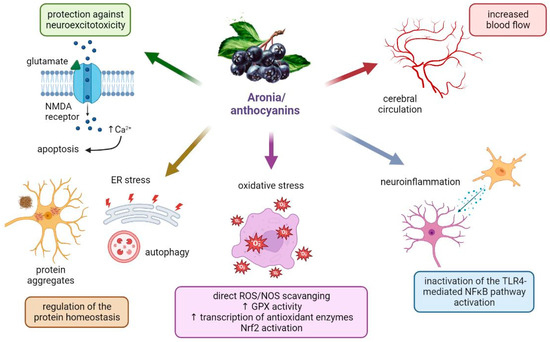 Plant-Based Antioxidants for Prevention and Treatment of ...