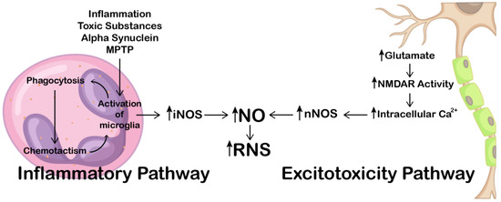 Nitric Oxide/Nitric Oxide Synthase System in the Pathogenesis of ...