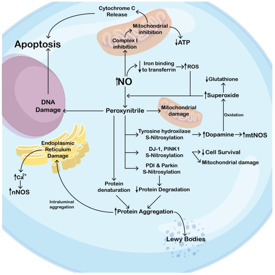 Nitric Oxide/Nitric Oxide Synthase System in the Pathogenesis of Neurodegenerative Disorders—An ...