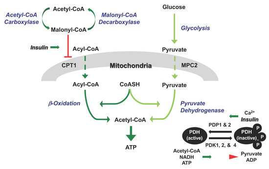 Antioxidants | Free Full-Text | Inhibition of Pyruvate Dehydrogenase in ...
