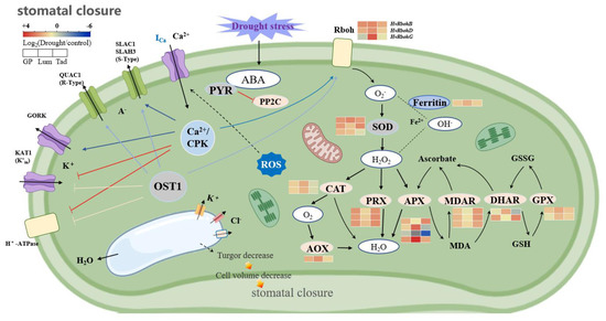 Stomatal Responses of Two Drought-Tolerant Barley Varieties with ...