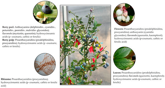 Improving Blueberry Fruit Nutritional Quality through Physiological and ...