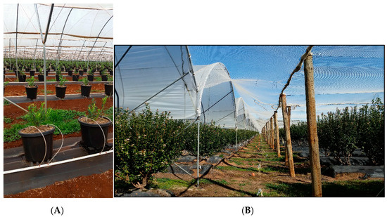 Improving Blueberry Fruit Nutritional Quality through Physiological and ...