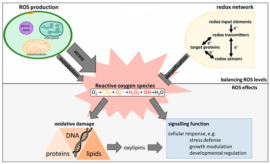Oxylipins and Reactive Carbonyls as Regulators of the Plant Redox and ...