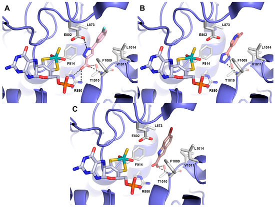 Novel Reversible Inhibitors of Xanthine Oxidase Targeting the Active ...