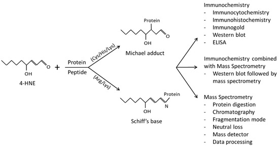 The 4-Hydroxynonenal–Protein Adducts and Their Biological Relevance ...