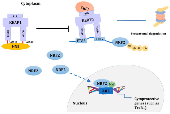 The 4-Hydroxynonenal–Protein Adducts and Their Biological Relevance ...