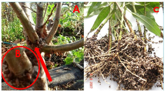 Adventitious Root Formation in Plants: The Implication of Hydrogen ...