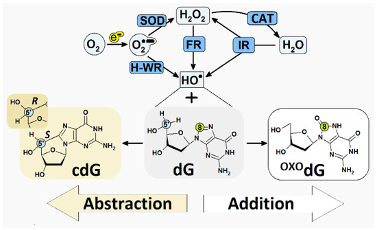 The Influence of 5′,8-Cyclo-2′-Deoxyguanosine on ds-DNA Charge Transfer ...