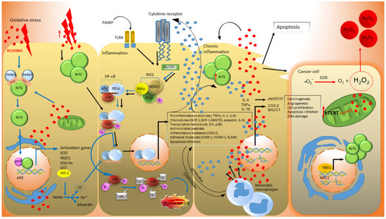 Oxidative Stress, Inflammation and Colorectal Cancer: An Overview Oxidative Stress, Inflammation and Colorectal Cancer: An Overview